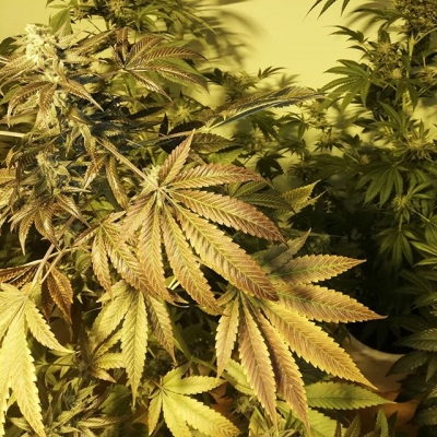 Yes the babies are almost ready... #weedcard #weed #weedpics #legalize ...