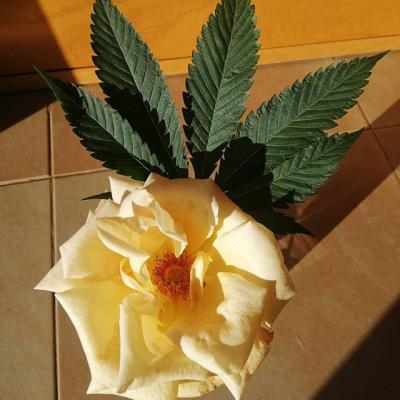 #flower #leaf #rose #rosa #cannabis #nature #greenleaf #colourful # ...